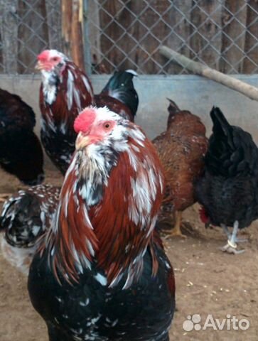 Орловские-ситцевые петухи