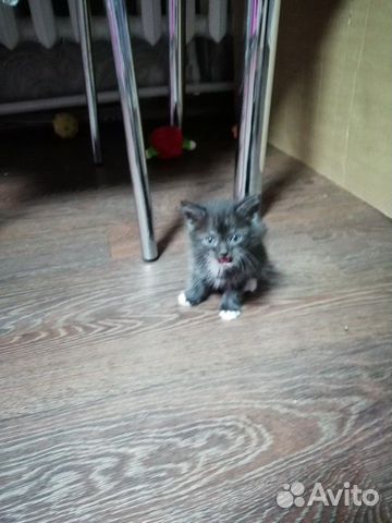 Котята мальчики в добрые руки