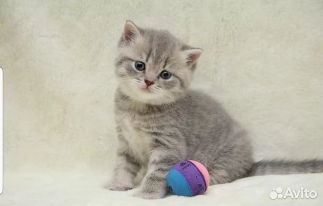 Британская