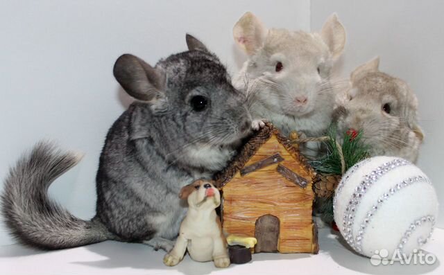 Шиншиллы братики стандарт и пастель