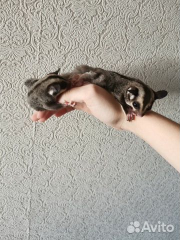 Сахарный поссум