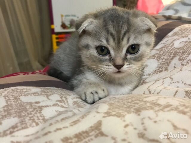 Шотландская кошечка