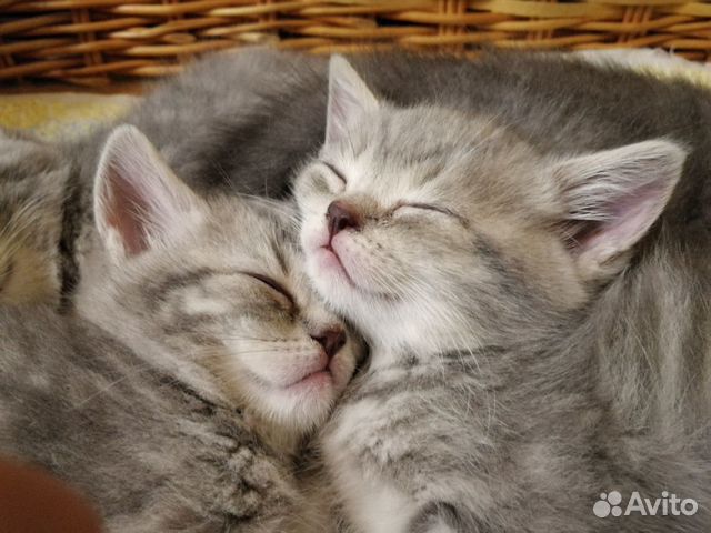 Котята от британской кошечки