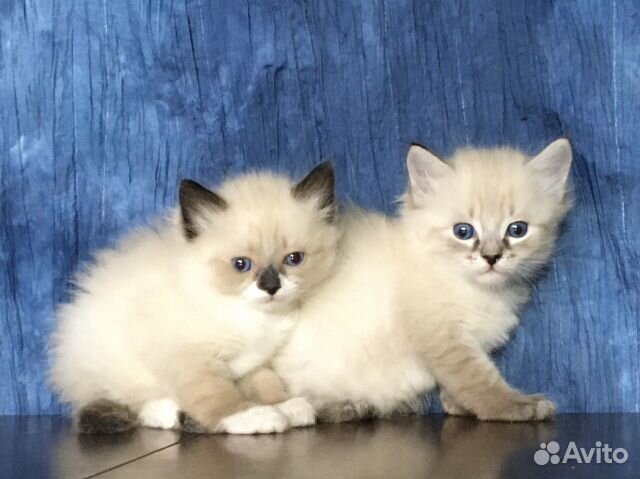 Священная бирма котята