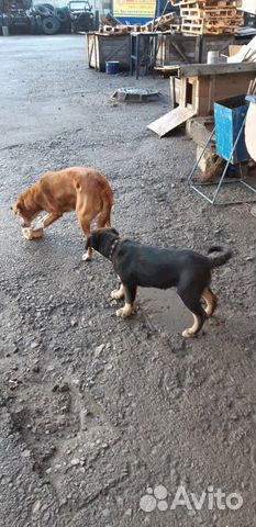 Щен 6 месяцев