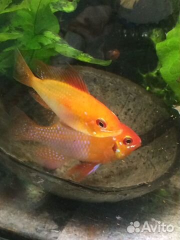 Апистограмма ремерези голд