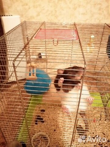 Крыса дамбо, Аки