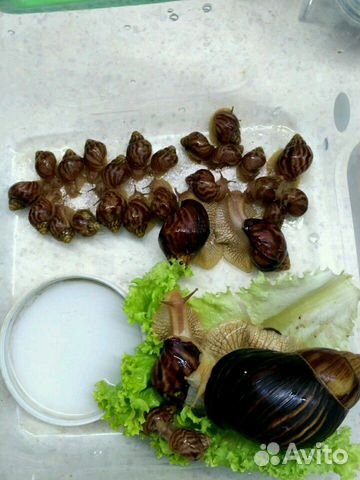 Улитки Ахатины малыши