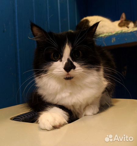 Пятнышко, девочка, 7 мес (из приюта)