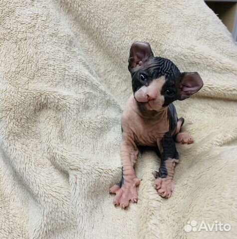 Канадский сфинкс