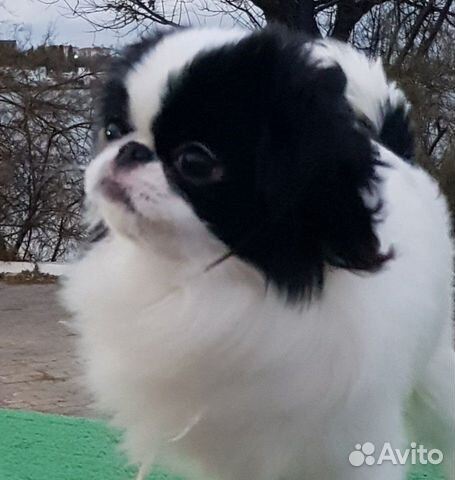Щенок японского хина