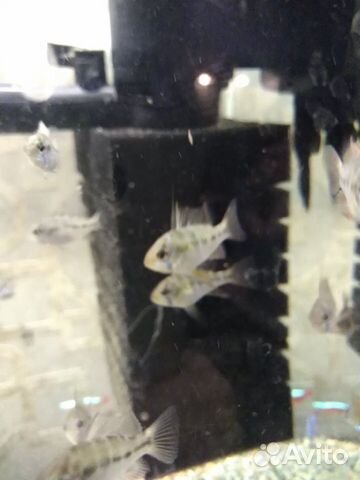 Аквариумные рыбки