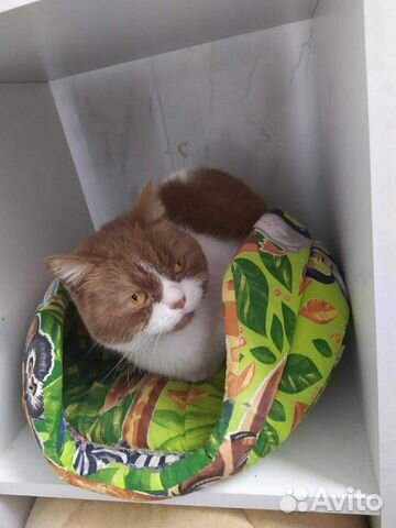 Кошка Брита