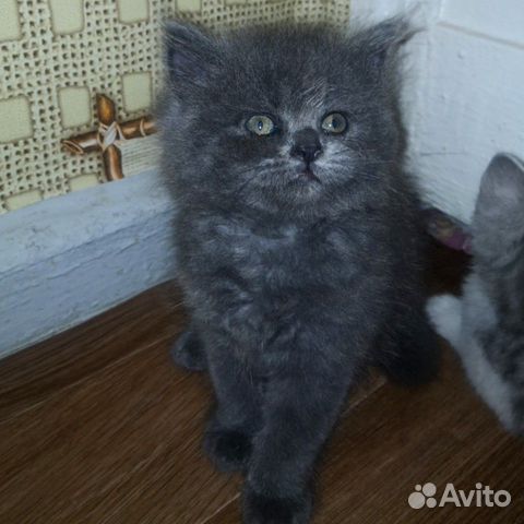 Чистокровные котята