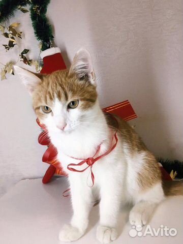 Шикарный котик 3 мес