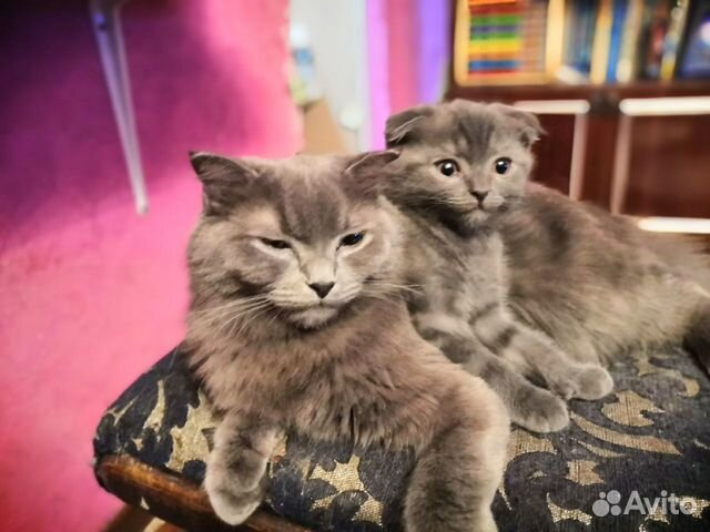 Смесь Британского вислоухого кота и Шотланд.кошки