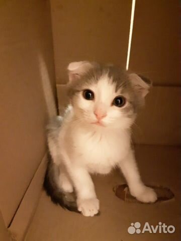 Шотландская кошечка, 2 месяца