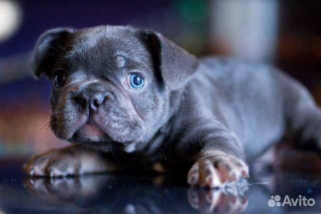 Красавец голубого окраса