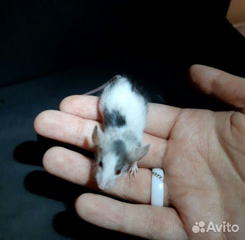 Мышь декоративная мраморная (сатин)