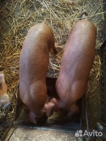 Поросята Дюрок Темворс