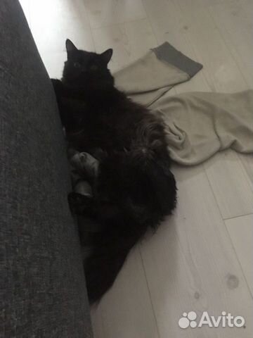 Толстый кот