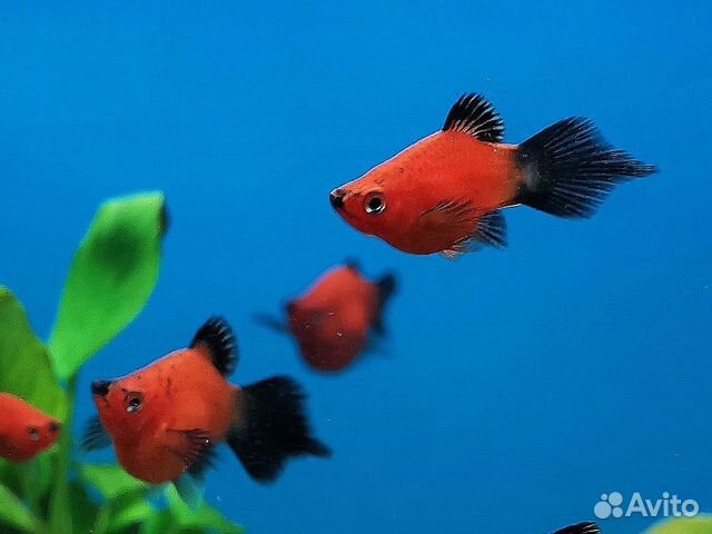 Пецилия дисковая "Редиска", Betta Rubra,скалярия