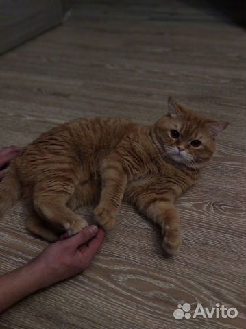 Красивый, одинокий, ухоженный котик, познакомится