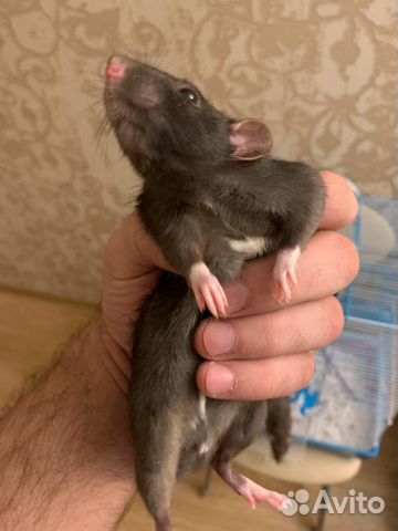 Крысята с клеткой