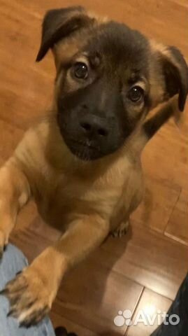 Щенок метис в добрые руки