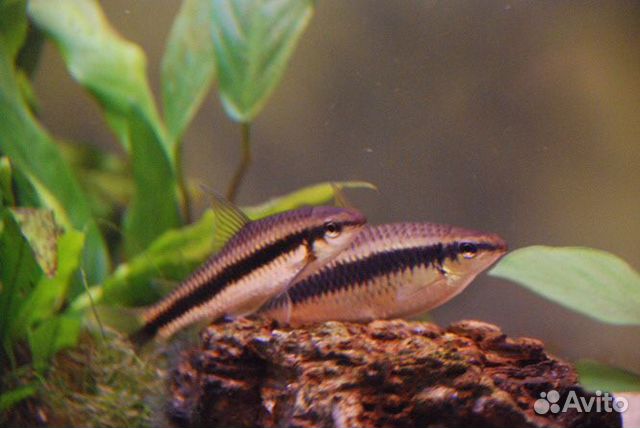 SAE сиамский водорослеед