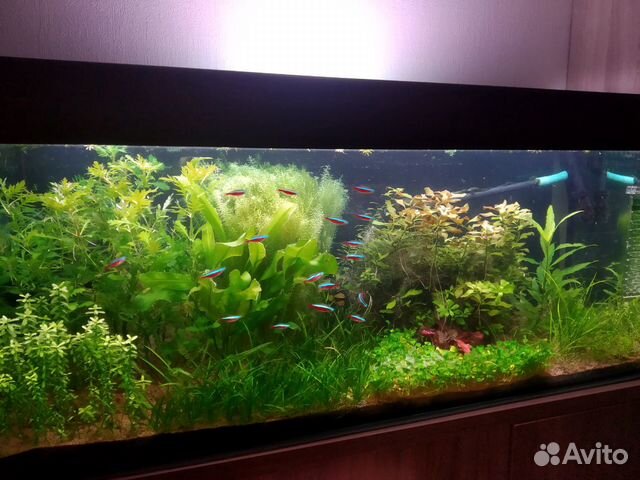 Красный неон - стая