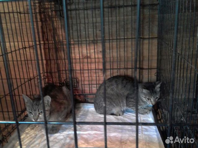 Милая,добрая,ласковая Таис и ее дочь Мия в дар