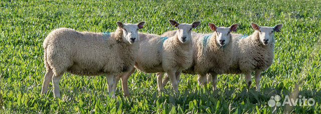 Овцы курдючные