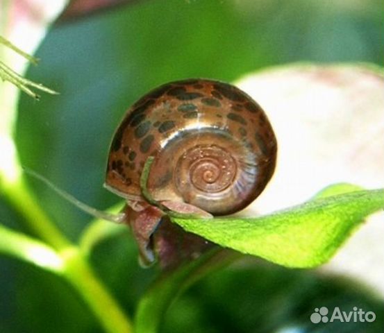 Улитки катушка и малания