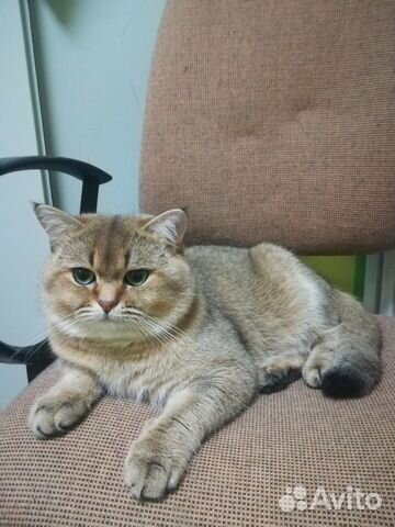 Кот Золотой Шиншил