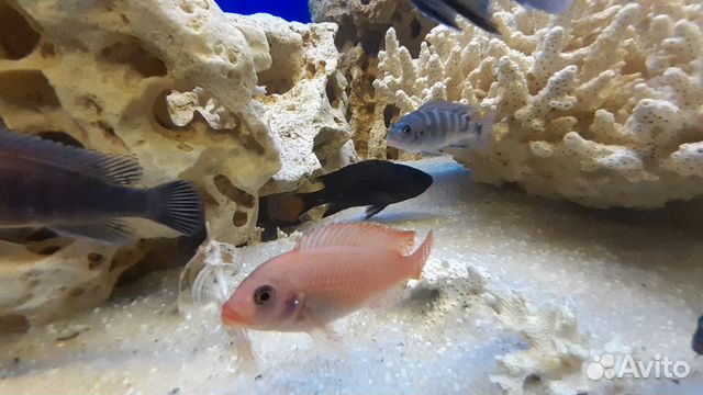 Малавийские цихлиды