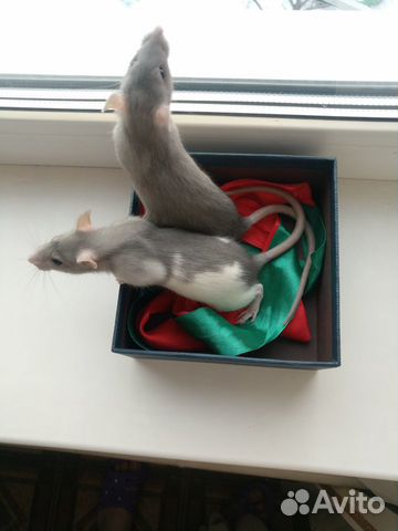 Милые дружелюбные крысята