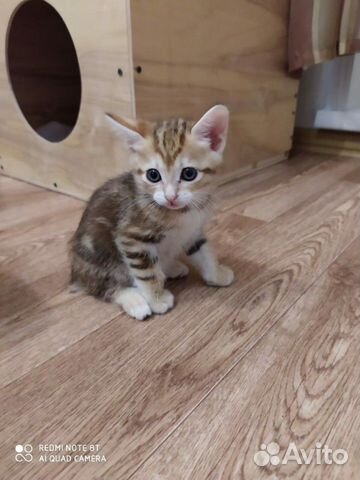 Курильский бобтейл