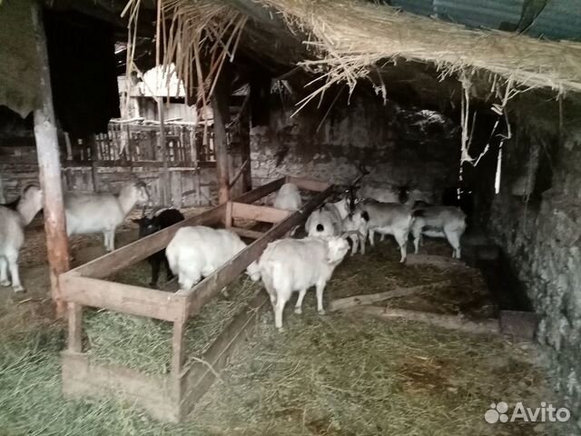 Продам котных коз
