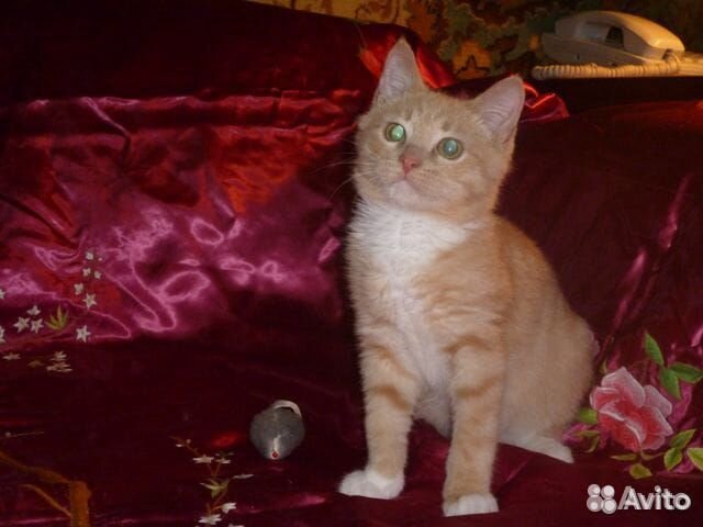 Рыжий котенок мальчик Апельсин метис 2,5мес