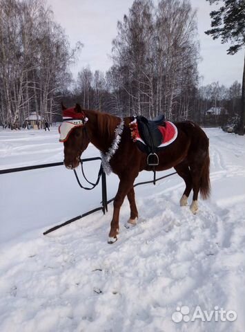 Русский рысак