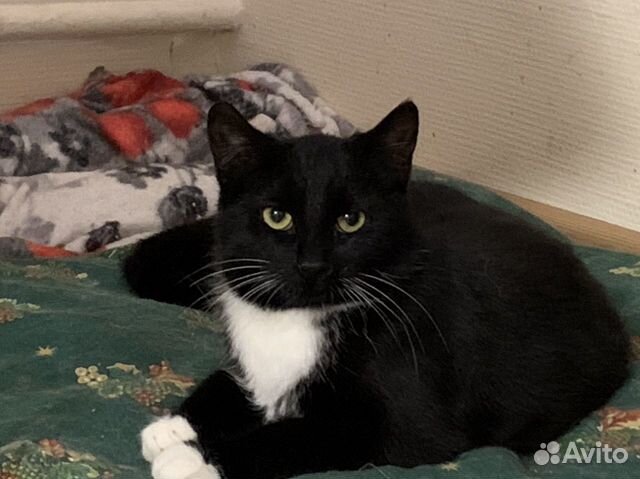 Красавица Маркиза 7 месяцев