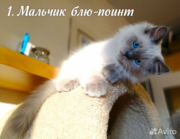 Невские маскарадные котята