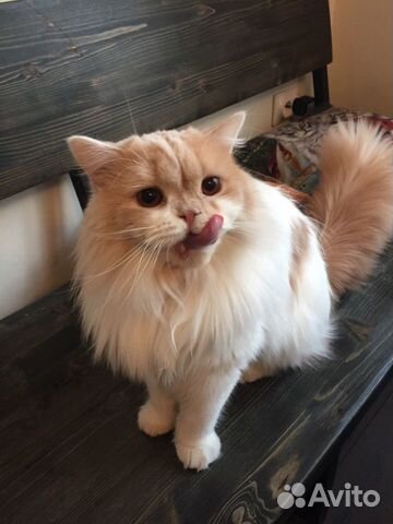 Кошка в добрые руки