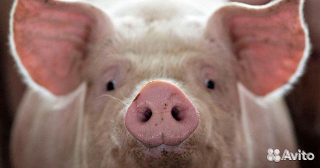 Свиньи на мясо