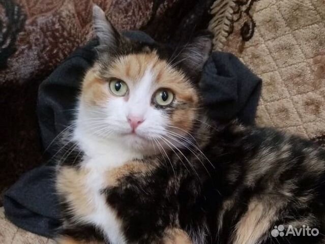 Ласковая молодая трехцветная кошка Сандра