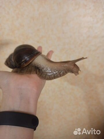 Улитка Ахатина отдам