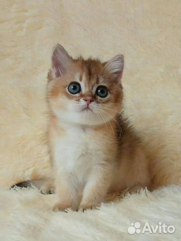 Золотая королева
