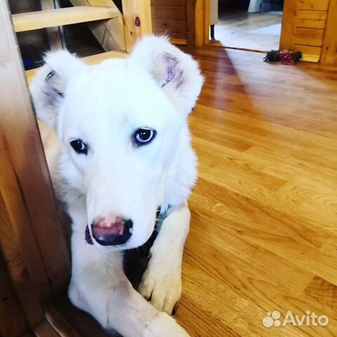 Белоснежная и голубоглазая молодая алабайка Лея