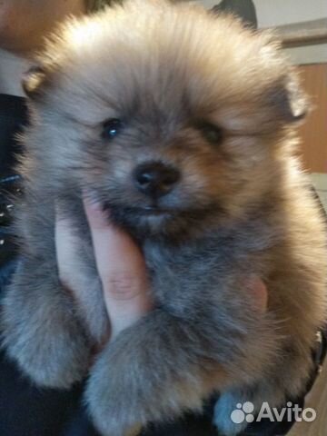 Готовятся к продаже малыши